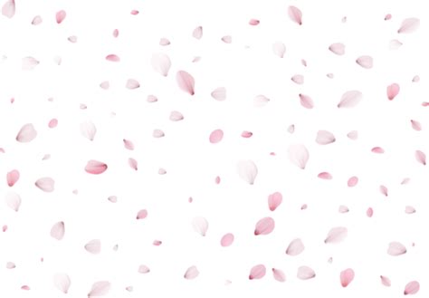 Sakura Petals Pngs For Free Download