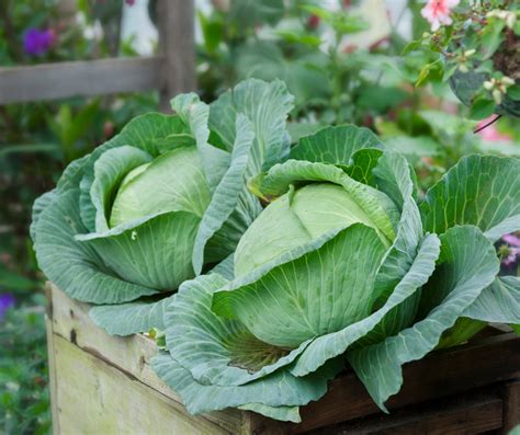 Brassica Plant Food Jar The Seed Warehouse