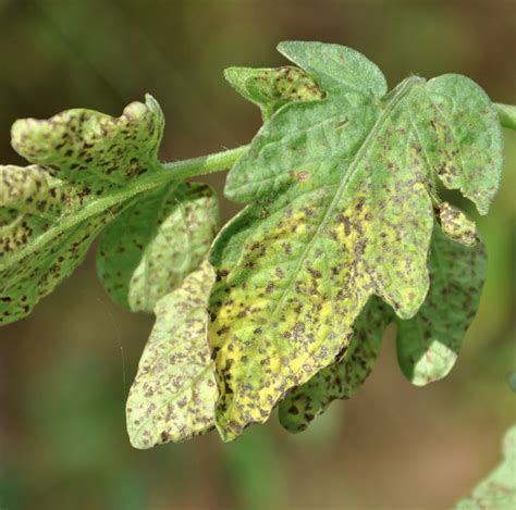 Hyperplasia In Plants