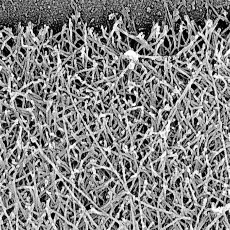 Treadmilling Actin Monomers Tend To Attach On One Side Of The Filament