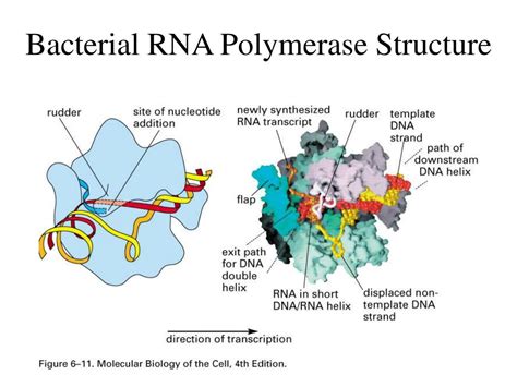 Ppt Chapter 6 How Cells Read The Genome From Dna To Protein