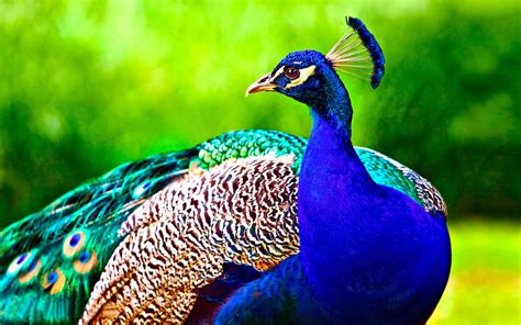Free Photo Beautiful Peacock Animal Bird Color Free Download