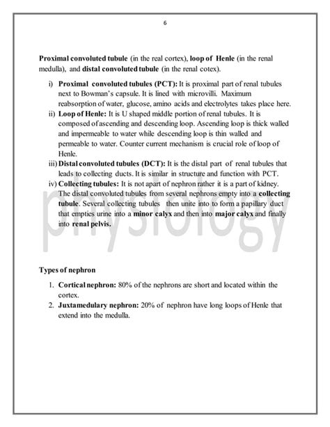 Nephron Structure And Urine Formation Docx