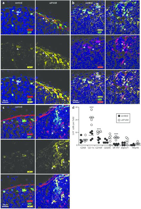 Ifnar Blockade Increases Ssm And Frc Infections C57bl 6 Mice Were