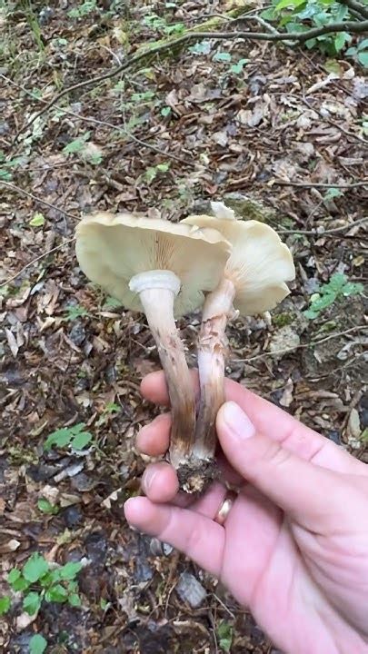 Осенние опята в МАЕ 😳 Youtube