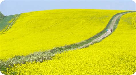 Devils Dykes Walk And Route Map — Local Walks
