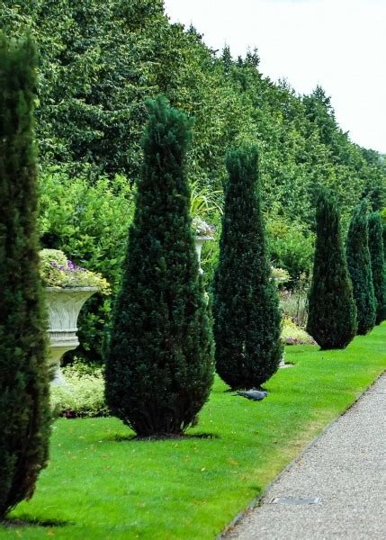 Growing The Hetzi Columnar Juniper Juniperus Chinensis Perennial