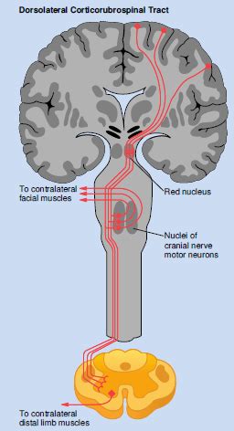 Descending Pathways And Motor Control Flashcards Quizlet