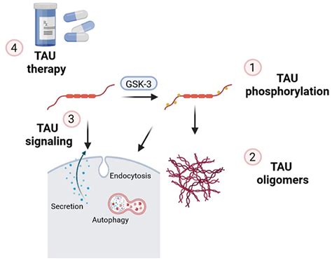 Tau Protein Phosphorylation