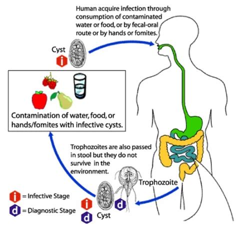 Giardia Lamblia Flashcards Quizlet