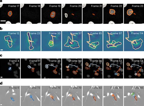 Magik Reliably Links Trajectories In Various Experimental Scenarios A Download Scientific