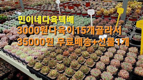3000원다육이15개골라서 35000원 무배선물1개 민이네다육 남사다육이 다육이도소매 Youtube