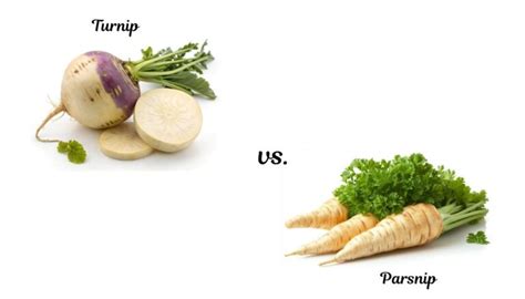 Parsnip Vs Turnip Differences And Must Try Tasty Recipes 2025