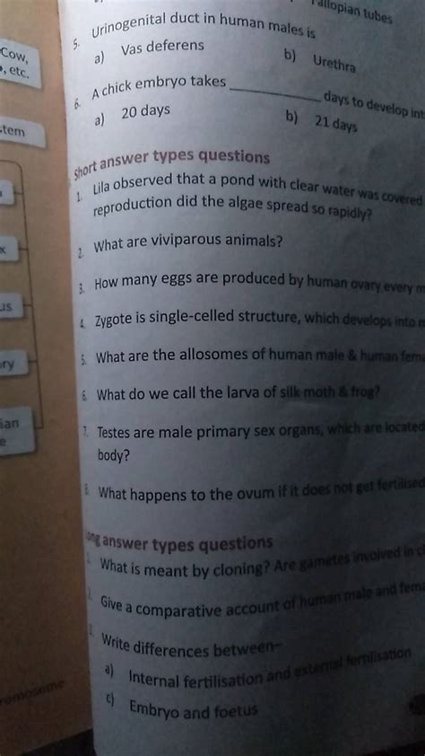 Testes Are Male Primary Sex Organs Which Are Locates Body Filo