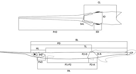 Morphometric Variables Used In Table 1 And In The Multivariate Download Scientific Diagram