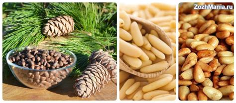 Полезные свойства кедровых орехов и способы их применения для женщин и мужчин