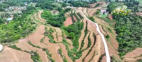 重庆夏粮和油菜收获进度已超九成 稻油轮作助增收 央广网