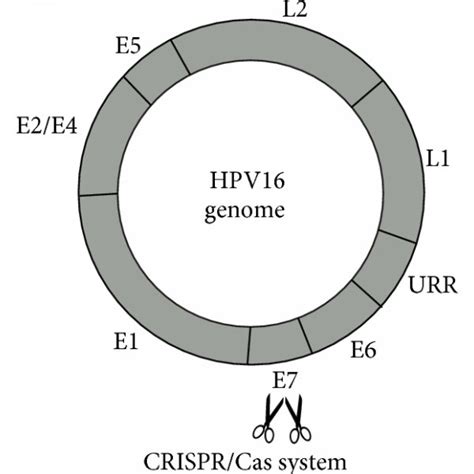 Schematic Representation Of Hpv16 E7 Gene Editing Using The Crispr Cas