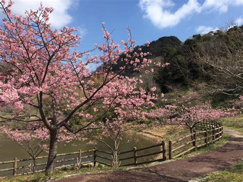 2019年3月5日 佐久間ダム湖親水公園 千葉県鋸南町