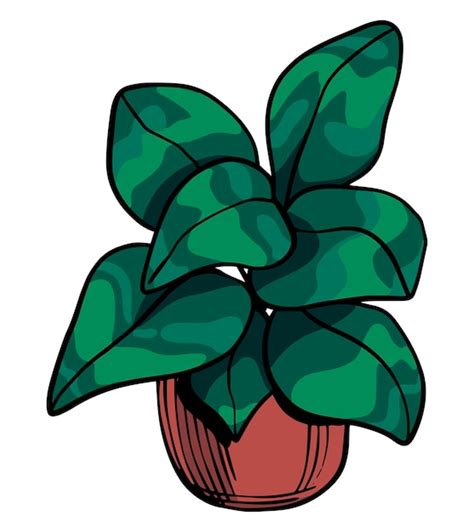 바이올린 잎 무화과 나무 홈 식물 벡터 일러스트 레이 션 컬러 드로잉 흰색 절연 디자인 인쇄 장식에 대 한 식물 클립 아트