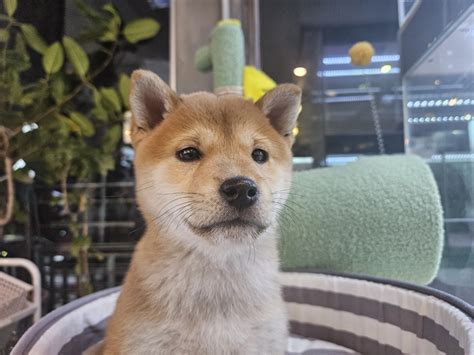 시바이누 율 털안빠지는말티즈 털안빠지는말티푸 털안빠지는푸들 털안빠지는먼치킨 털안빠지는랙돌 털안빠지는브리티쉬숏헤어 털안빠지는스코티쉬폴드 털안빠지는러시안블루 털안빠지는강아지 털