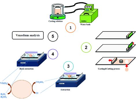 Schematic Representation Of The Experimental Procedure Download