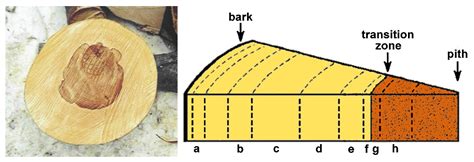 Liquid Chromatographicmass Spectrometric Study On The Role Of Beech