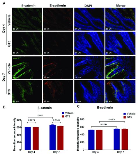 Effects Of Pbi On β Catenin And E Cadherin In The Jejunum A