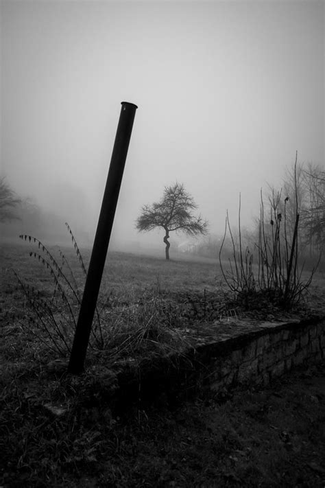 Fog Bw