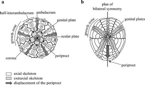 Phylogeny And Origin Of Jurassic Irregular Echinoids Echinodermata Echinoidea Pdf Download