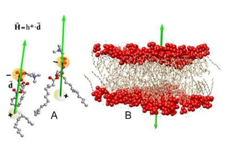 How Hydrophobicity Shapes Protein Assemblies Statnano