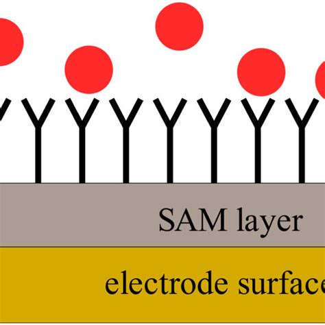 Linear Calibration Curves For A Biosensors1ca And B Download Scientific Diagram
