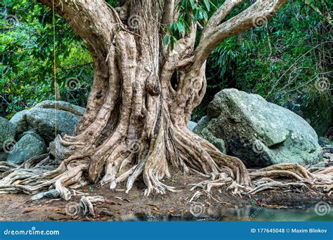Large Tree Roots Near The River Stock Photo Image Of Beautiful Roots
