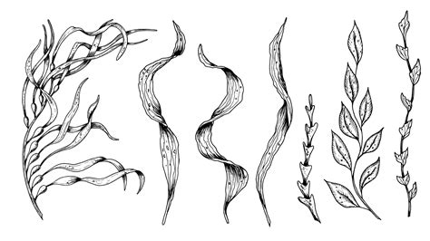 Set Of Seaweeds Hand Drawn Vector Illustration Of Algae And Laminaria