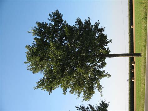 Free Tree Texture Photo Gallery