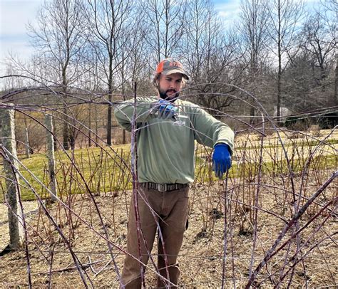 Pruning The Raspberry Bushes The Martha Stewart Blog