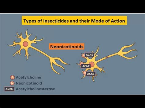 Types Of Insecticides