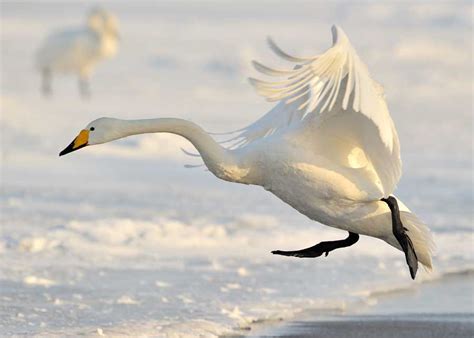 9 Biggest Birds That Fly Worlds Largest By Wingspan And Weight