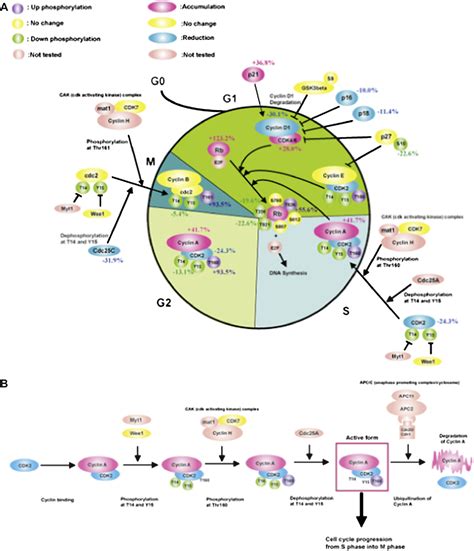 Figure 1 From P Gingivalis Accelerates Gingival Epithelial Cell