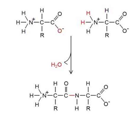 [solved] What Is A Dehydration Synthesis Reaction Of 2 Monosaccharides To A Course Hero