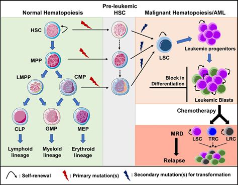 In Normal Hematopoiesis Green Box Quiescent Hematopoietic Stem Cells