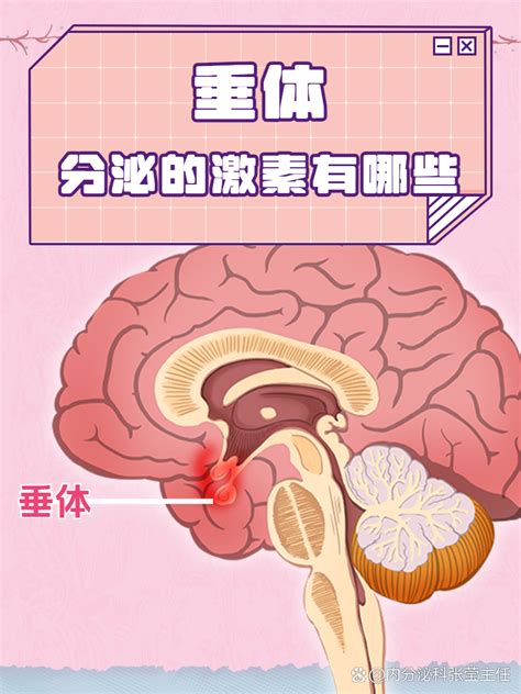 垂体分泌的激素有哪些？