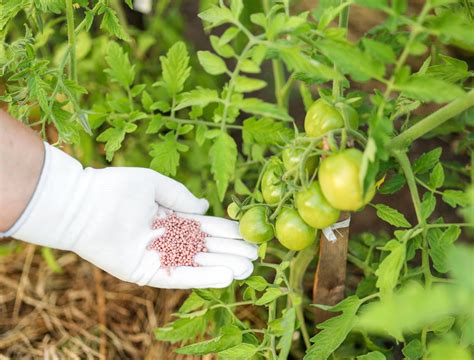 Maximize Your Tomato Yield The 5 Best Fertilizers To Use