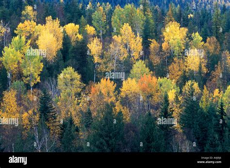 Trees Turning Color Stock Photo Alamy