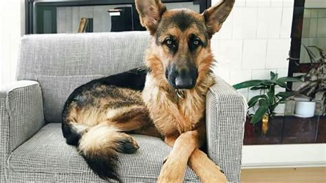 German Shepherds Are So Funny That You Laugh Uncontrollably😁 Youtube