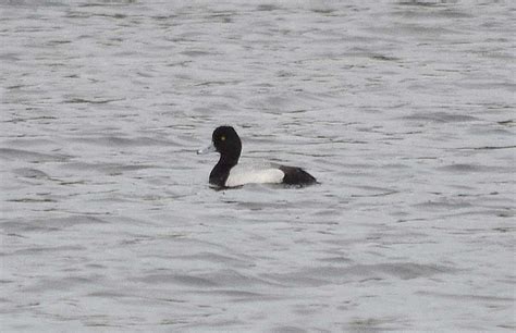 Lesser Scaup Northam Burrows Devon Birds