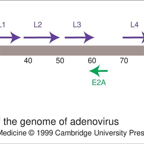 Representative Map Of The Genome Of Adenovirus The Genes In Boxes Are