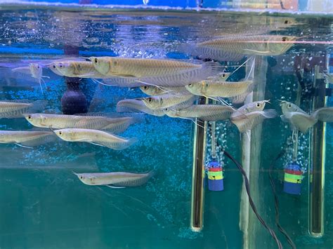 Silver Arowana Silver Arowana Osteoglossum Bicirrhosum For Sale
