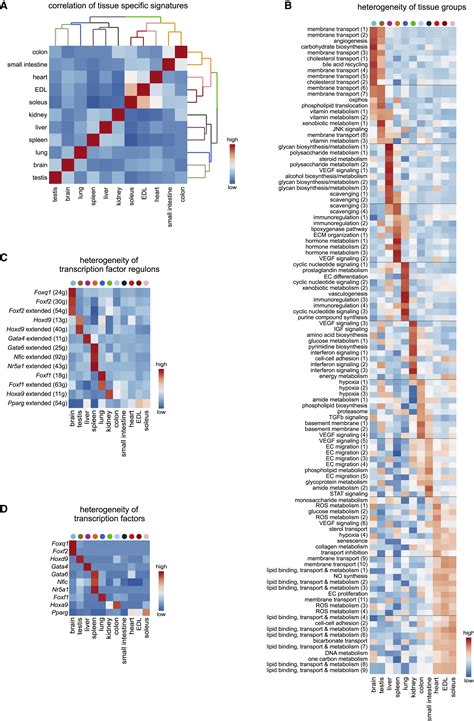 Single Cell Transcriptome Atlas Of Murine Endothelial Cells Cell