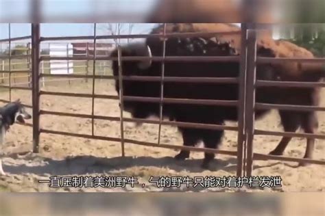 二哈变身斗牛犬，不知天高地厚的挑衅野牛野牛挑衅